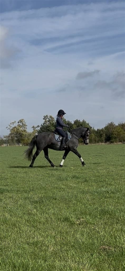 Pony For Sale Potential M And M Whpridden Classes