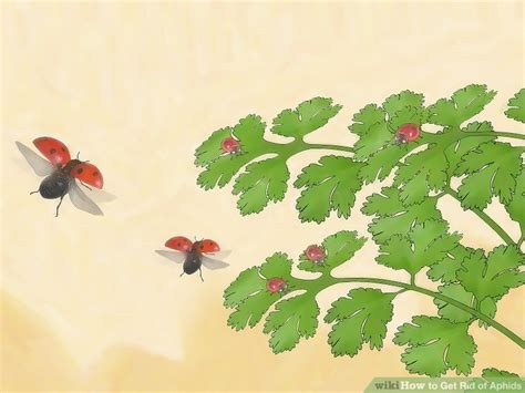 Ways To Get Rid Of Aphids WikiHow
