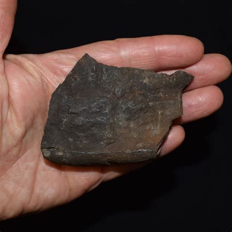 Beautiful Detailed Section Of Fossilized Turtle Shell Pleistocene Beautiful Detailed Section Of Fossilized Turtle Shell Pleistocene