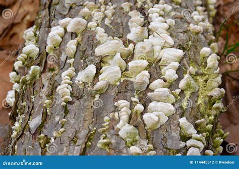 A Group Of Bracket Fungi Growing On A Fallen Tree Trunk Stock Photo Image Of Fungus Green