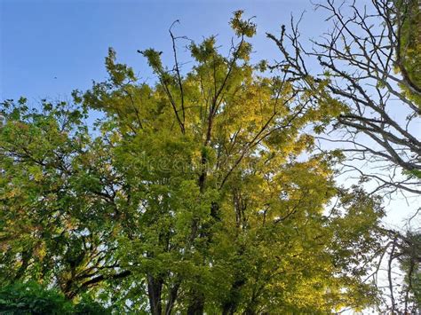 Tree With And Without Leaf In Nature World With Sunset And Sky Stock Image Image Of Landscape