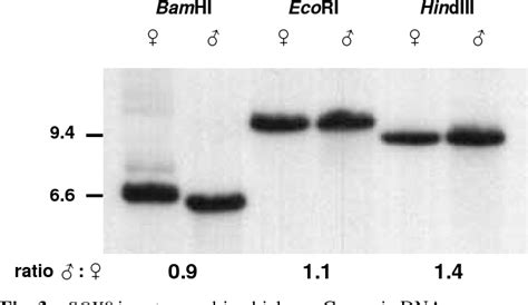 Campomelic Dysplasia Semantic Scholar