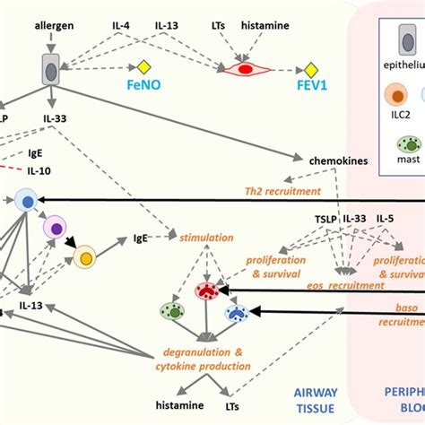 The Asthma Qsp Model Captures Numerous Immune Cell Components Across