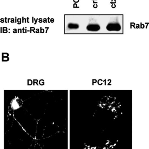 Expression Of Rab7 Protein In Pc12 Cells And Neurons A Western Blot Download Scientific