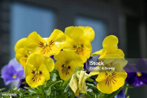 노란 팬지 꽃입니다 정원 배경입니다 팬지 비올라 꽃을 키우십시오 꽃 봄 햇볕이 잘 드는 날의 자연 원예 3월에 대한 스톡 사진 및 기타 이미지 Istock
