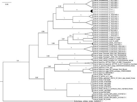 Bayesian Inference Tree Of The Asian Eisenia Species Using Coi1