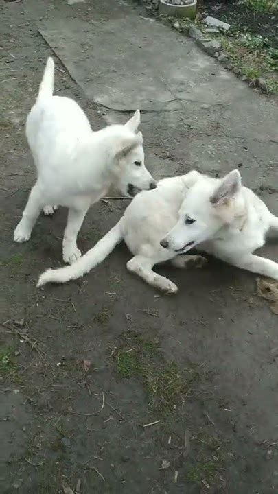 Біла швейцарська вівчарка відрізняється відданістю прихильністю до своїх господарів вівчарка