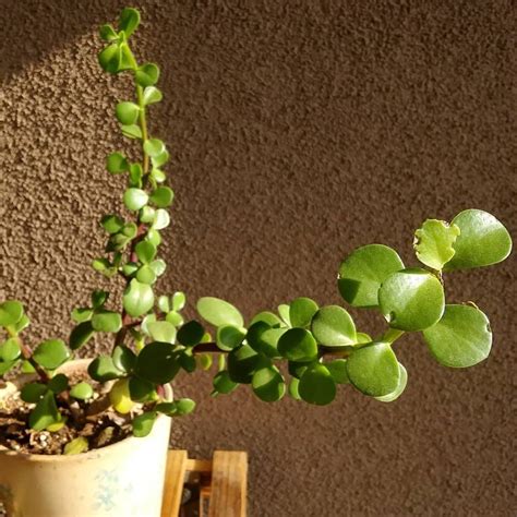 Elephant Food Plant Phoenix At Gabriel Burnell Blog