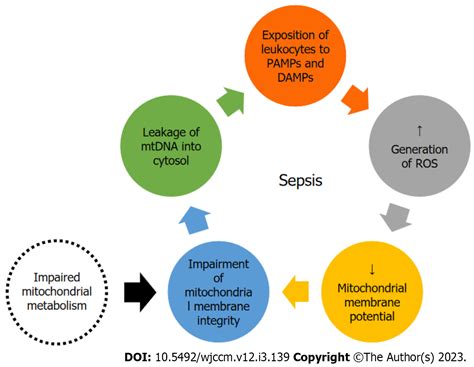Sepsis Pathophysiology Diagram