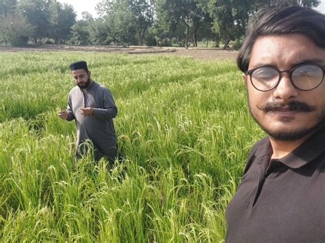 Wajeeh Ur Rehman On Linkedin Agriculturalinnovation Pestmanagement Rice