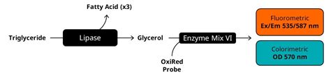 Triglyceride Tg Assay Kit Quantification Ab65336k622 Abcam