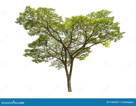 Isolate Tree Stock Image Image Of Large Environmental