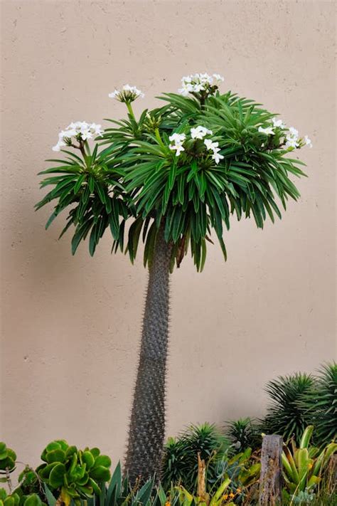 Xeriscaping 가뭄에 강한 가시 가이 텡 개화 개화 시즌 건생 식물 건조한 식물 관상용 식물 꽃 꽃무늬 남아프리카 식물상 남아프리카공화국