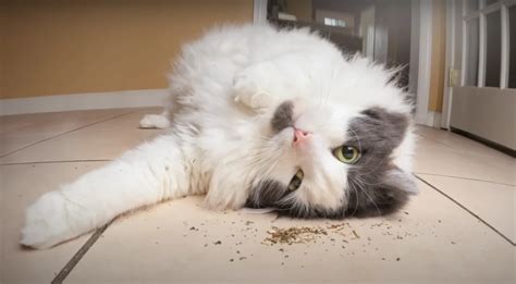 Is Catnip Safe For Cats Understanding The Risks And Benefits