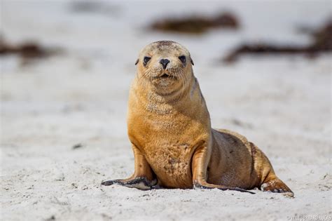 Australian Sea Lion Pup