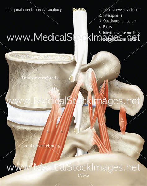 Lumbar Muscle Anatomy
