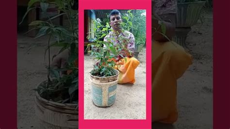 ආයුර්වේද ඖෂධ අතරින් ඉතාමත් දුරුලබ හිං බිංකොඹ පැලෑටි හදුන්නා දීම Youtube