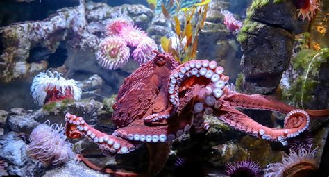 Nyc Aquarium Octopus At Alice Pace Blog
