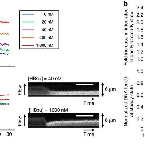 Dual Binding Modes Of Hbsu Revealed By The Single Molecule Pife Assay