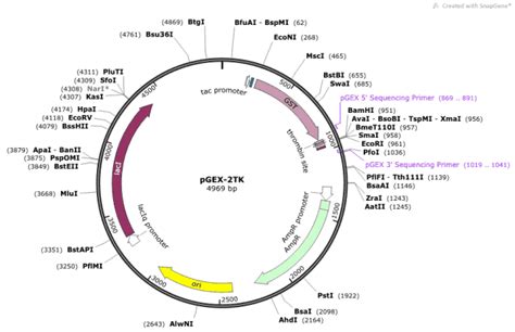 Pgex 2t Plasmid