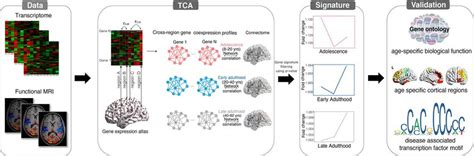 Overview Of The Connectome Transcriptome Correlation Analysis The 1st Download Scientific