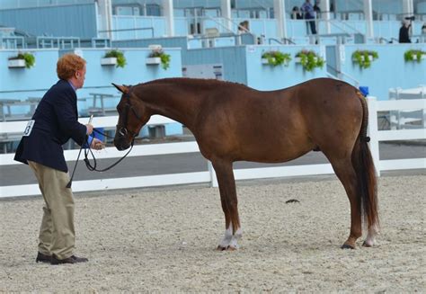Pine Creeks Applause Champion Male Devon 2013 Owned By Susan Hansen And Handled By Jay Raach