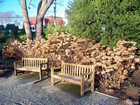 Hydrangea ‘blushing Bride Name That Plant