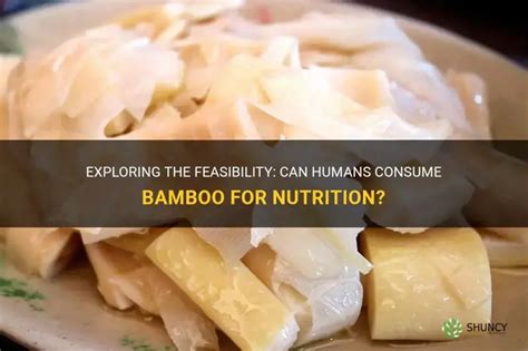 Exploring The Feasibility Can Humans Consume Bamboo For Nutrition Shuncy