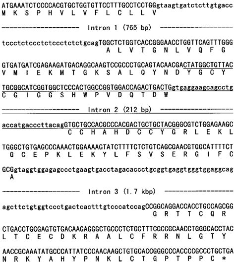Chromosomal Organization And Sequences At Exon Intron Boundaries Of Download Scientific Diagram