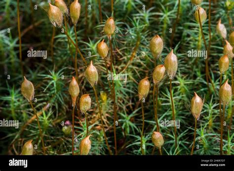 Juniper Haircap Juniper Polytrichum Moss Polytrichum Juniperinum Polytrichum Alpestre