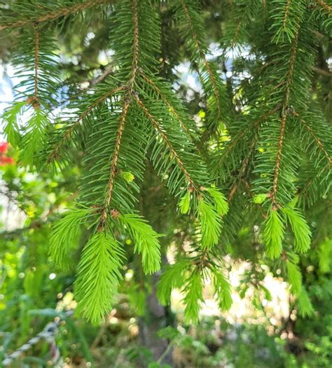 독일가문비나무