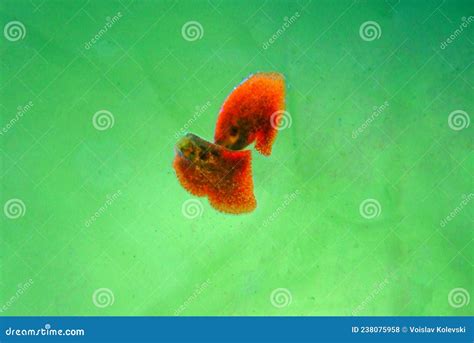 Brown Flatworm