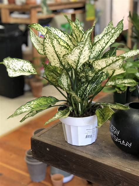 Aglaonema 'First Diamond' | A Modern Plantsman
