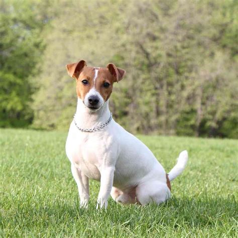 Training Jack Russells A Realistic Honest Jrt Training Guide — Best