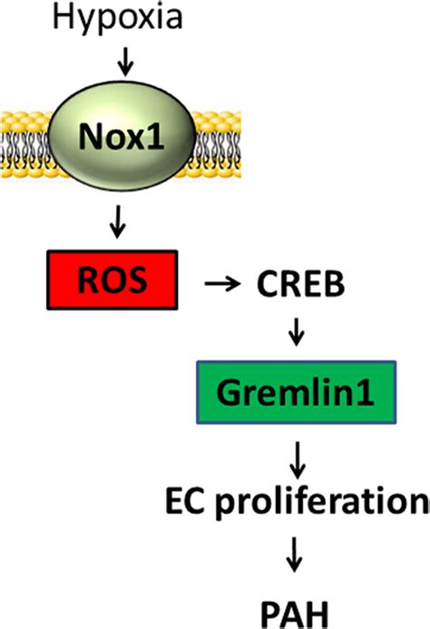 Nox1 Ref 1 Mediated Activation Of Creb Promotes Gremlin1 Driven Endothelial Cell Proliferation