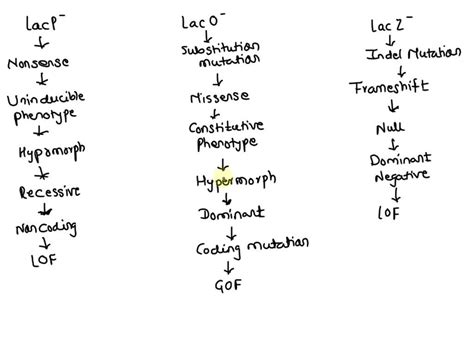Solved Build A Concept Map Of Mutation Types Lacp Laco Lacz Frameshift