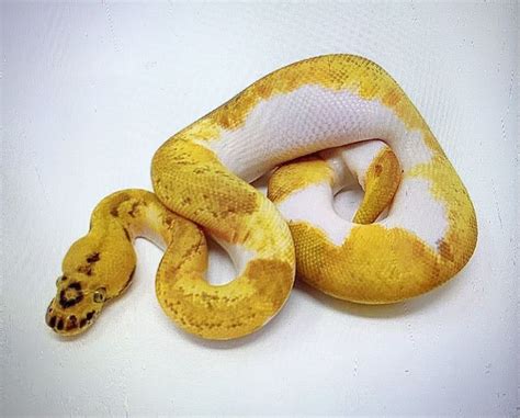 Ball Python Morphs A Guide To Different Color Patterns
