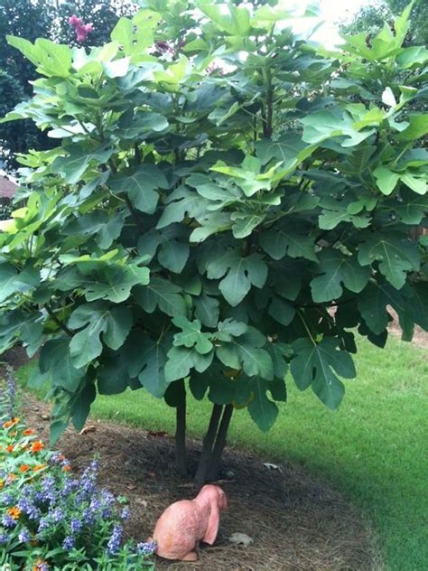 Do Apple Trees Attract Bees At Javier Linda Blog