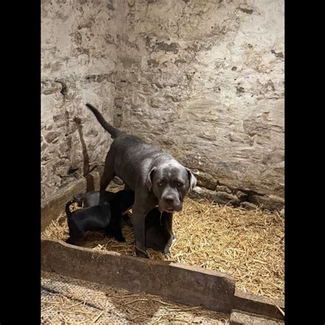Cane Corso Sale Romaldkirk Durham 10 Week Old Cane Corso Puppies