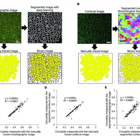 Cell Segmentation And Validation A Manual Tracing And Segmentation