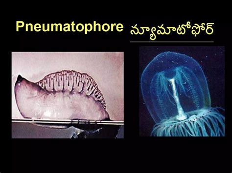 Polymorphism In Coelenterates Pptx