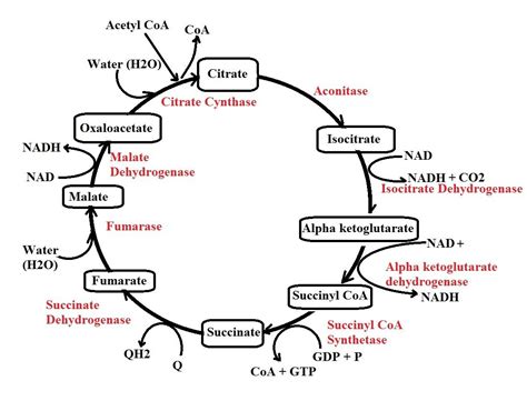 Krebs Cycle Understanding Cellular Metabolism