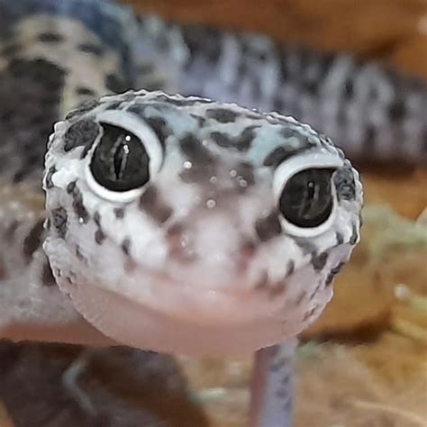 Создать мем геккон пятнистый эублефар геккон ящерица Картинки Meme