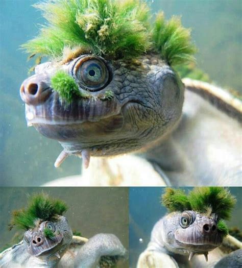 The Mary River Turtle Is A Prehistoric Species Of Turtle With Crazy
