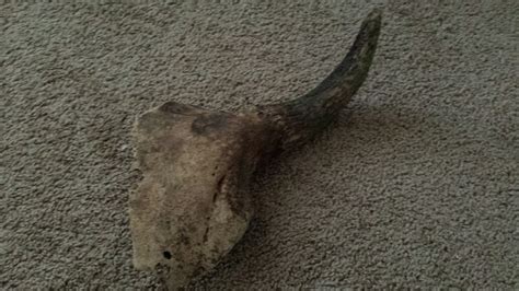 New Set Of Kansas Fossils Fossil ID The Fossil Forum