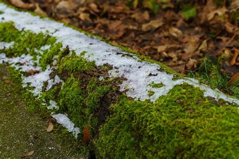 Premium Photo Remains Of Melting Snow On A Mosscovered Tree Trunk