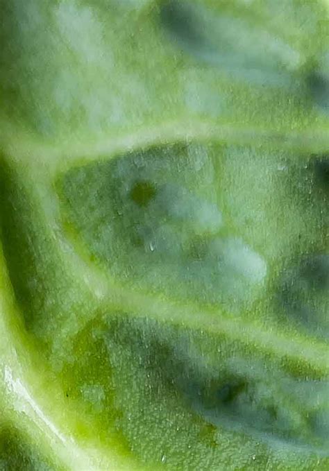 The Use Of Hormonal Assay Phenotypic Morphometry And Casa Semen Analysis To Estimate