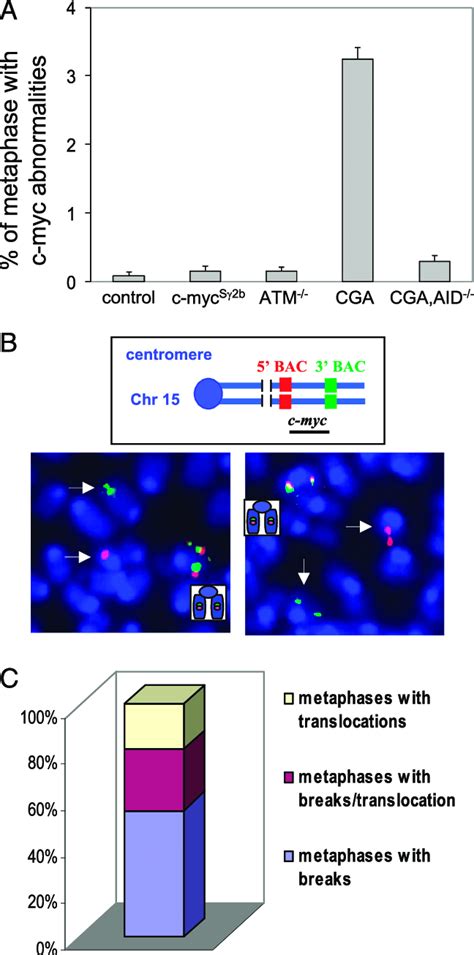the insertion of an s region into the c myc locus results in an