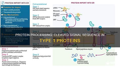 Protein Processing Cleaved Signal Sequence In Type 1 Proteins Medshun