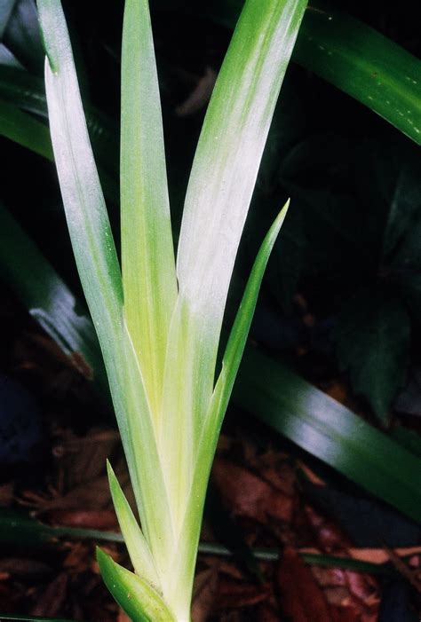Botany Professor Plant Wrappers Leaf Sheaths And Bracts